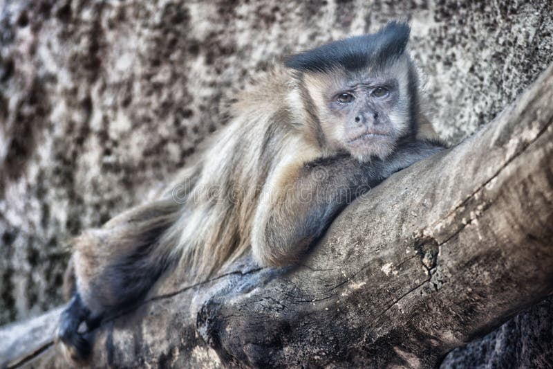 Monkey stock image. Image of monkey, rome, italy, lazy - 83212915
