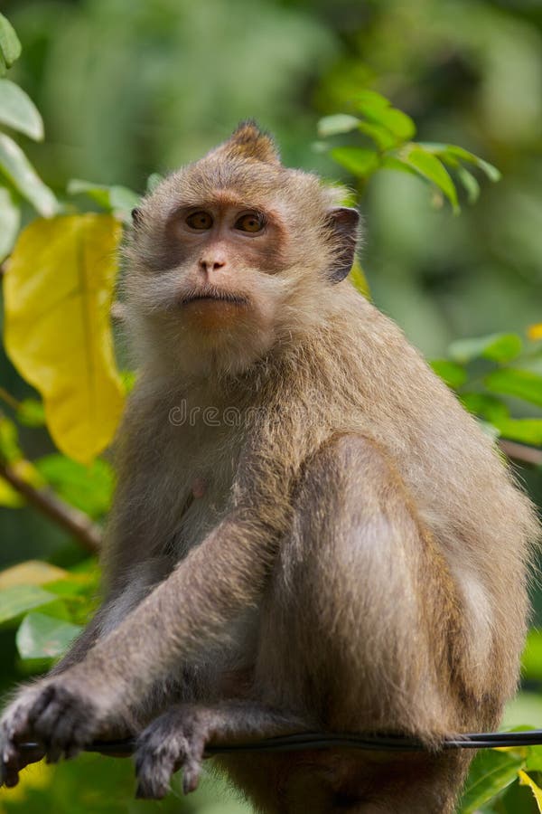 Leader monkey stock photo. Image of gorilla, agile, chimp - 33964824