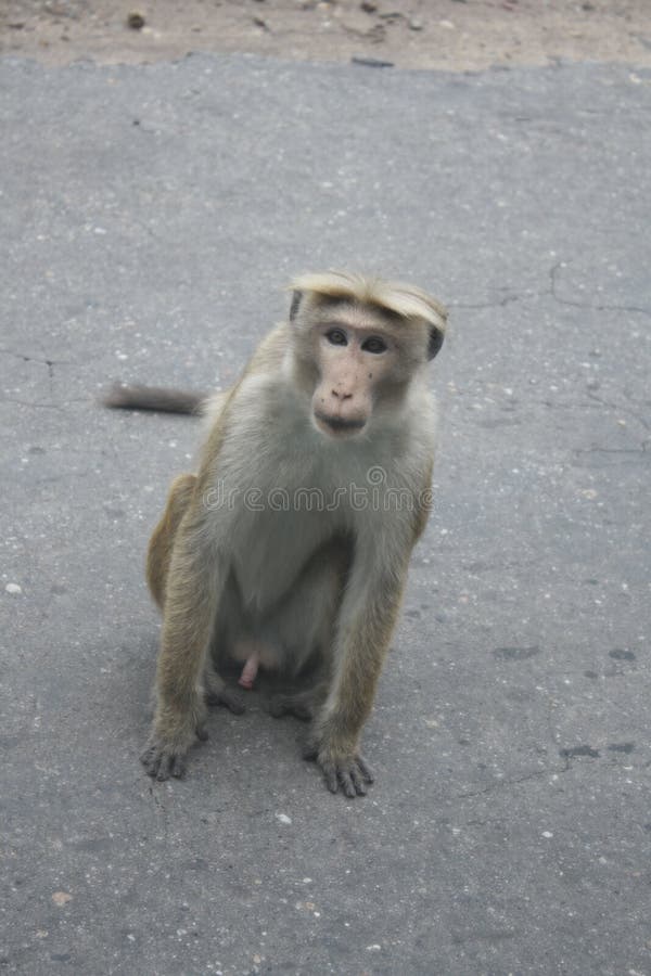 Leader monkey stock image. Image of genus, mammals, temple - 34321363