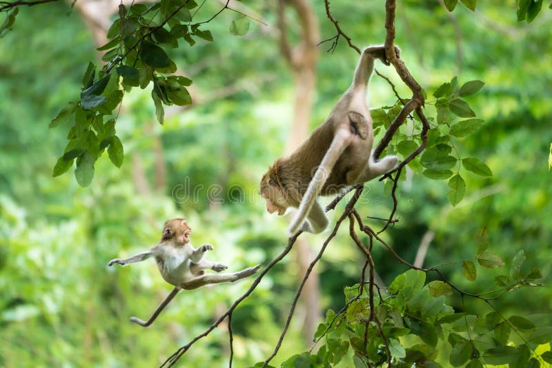 The Monkey Leader is Threatening To Drive Away the Monkeys in the Herd ...