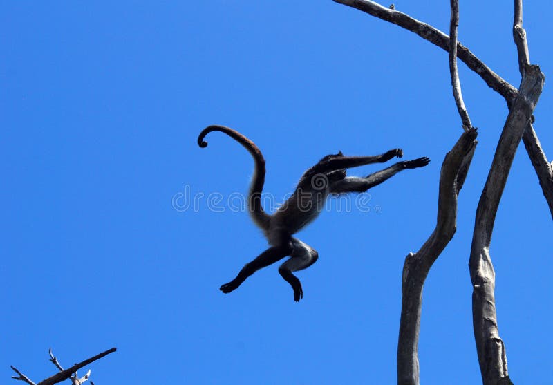 Monkey jumping stock image. Image of behavior, bridge, flight - 75017