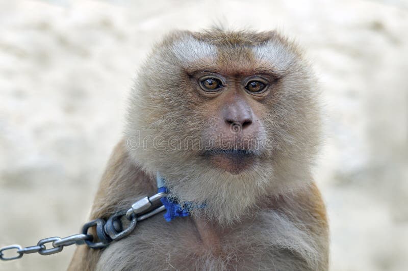 Monkey on a Chain stock photo. Image of circuit, vietnam - 71600548