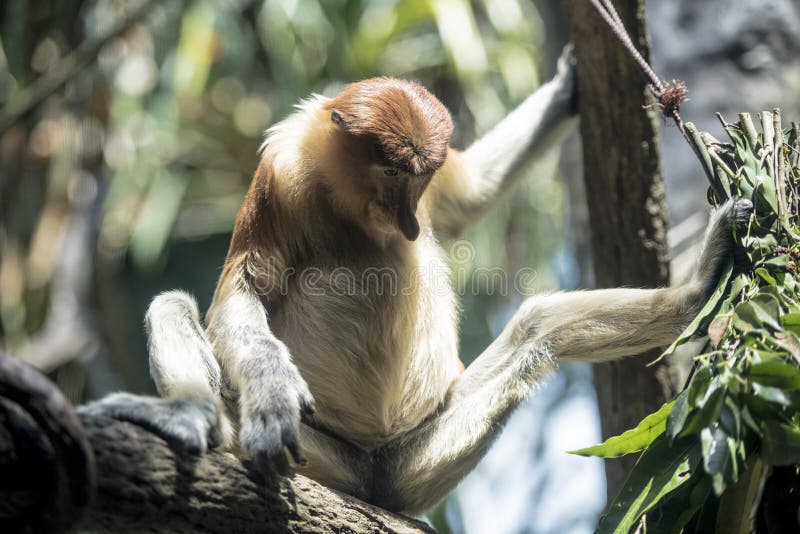 Monkey with legs open wide stock image. Image of nature - 78992443