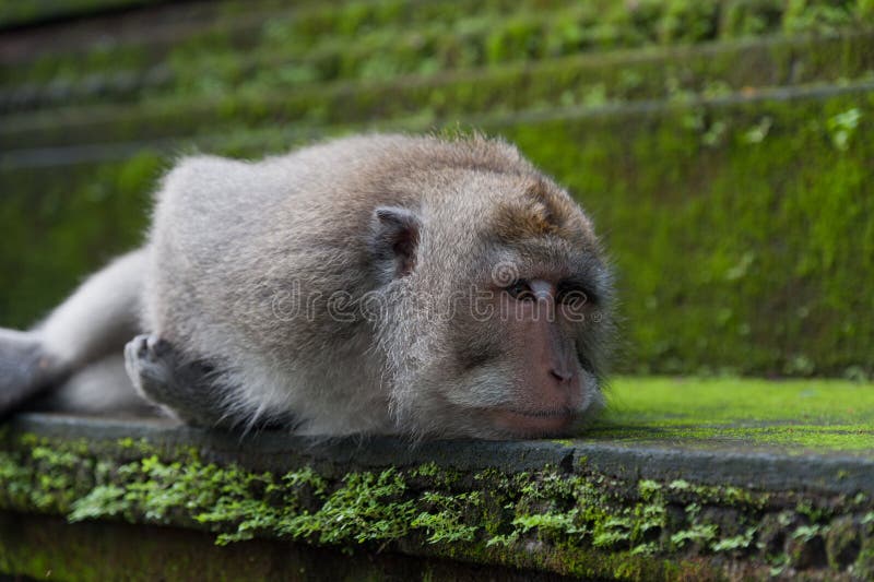Monkey lie on the stone stock photo. Image of temple - 35187674