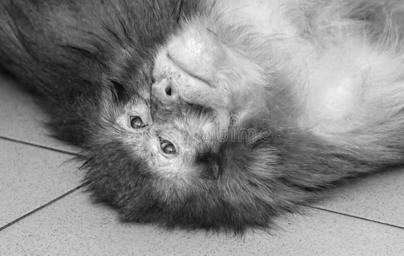 The Monkey Lies on the Floor at the Zoo Stock Image - Image of lonely ...