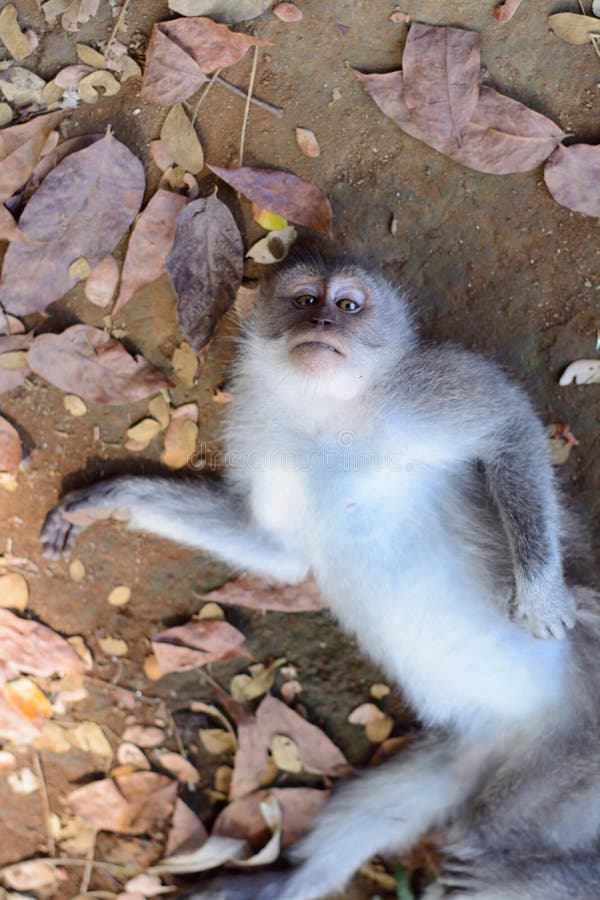 Monkey lies on the ground stock image. Image of back - 72359733