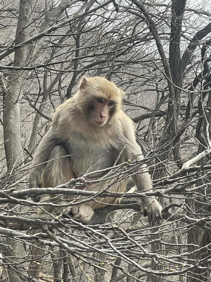 Monkey stock image. Image of mammal, monkey, primate - 368167039