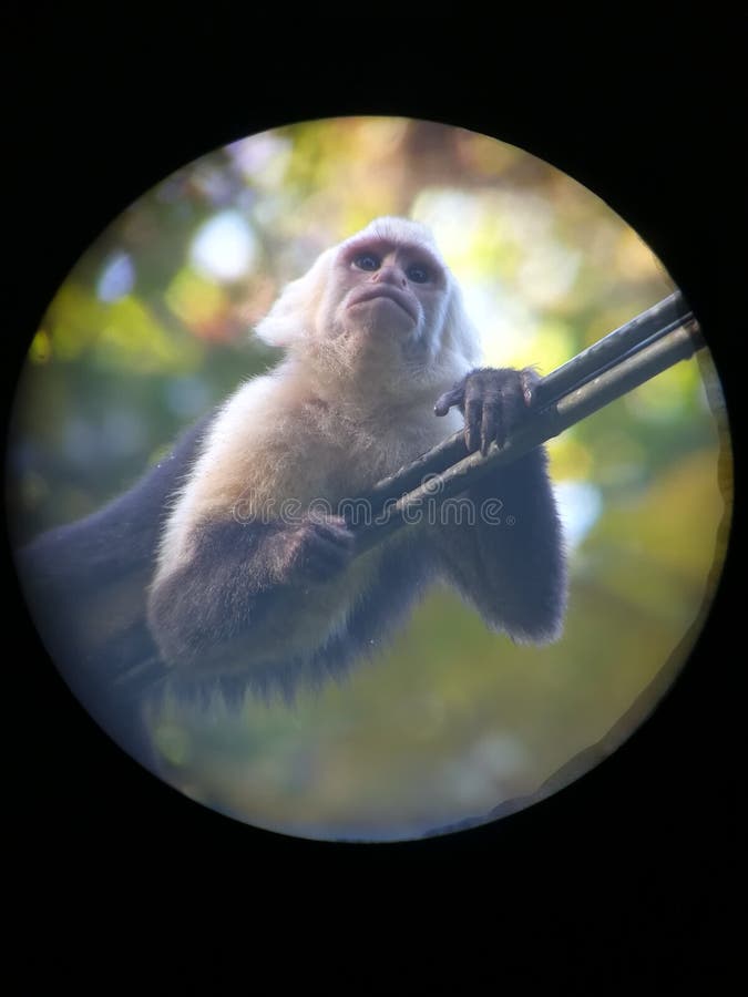 Monkey on the line stock photo. Image of line, monkey - 159486194