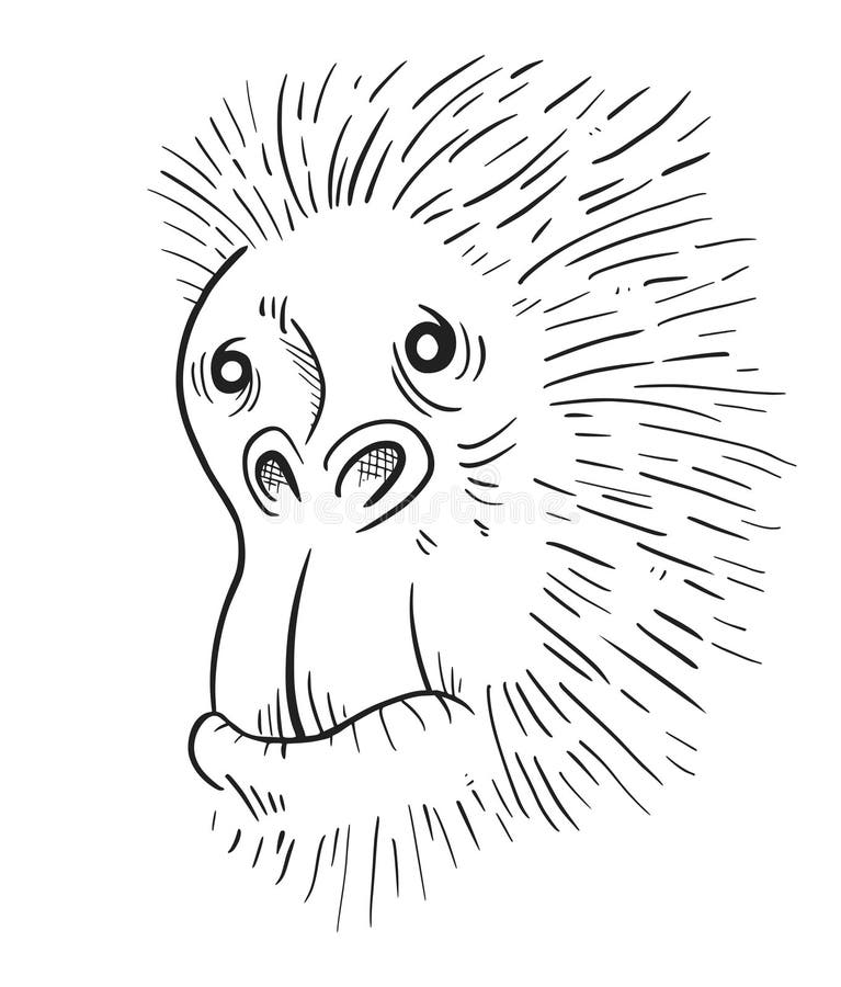 Monkey Lines Hand Draw Funny Head Wild Stock Vector - Illustration of ...