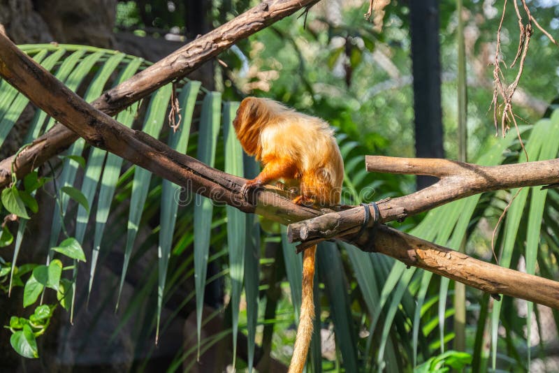 Monkey Lion Tamarin stock photo. Image of cool, environment - 307092752