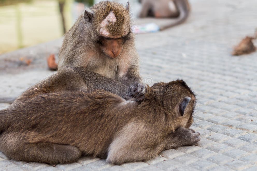 Monkey stock photo. Image of monkey, outdoor, hair, looking - 49331702