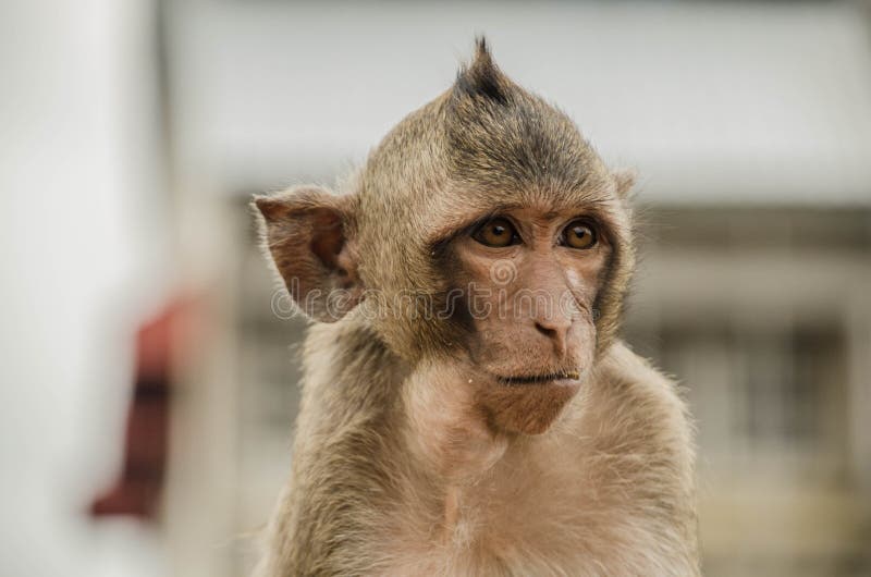 Dongy Stock Photos - Free & Royalty-Free Stock Photos from Dreamstime