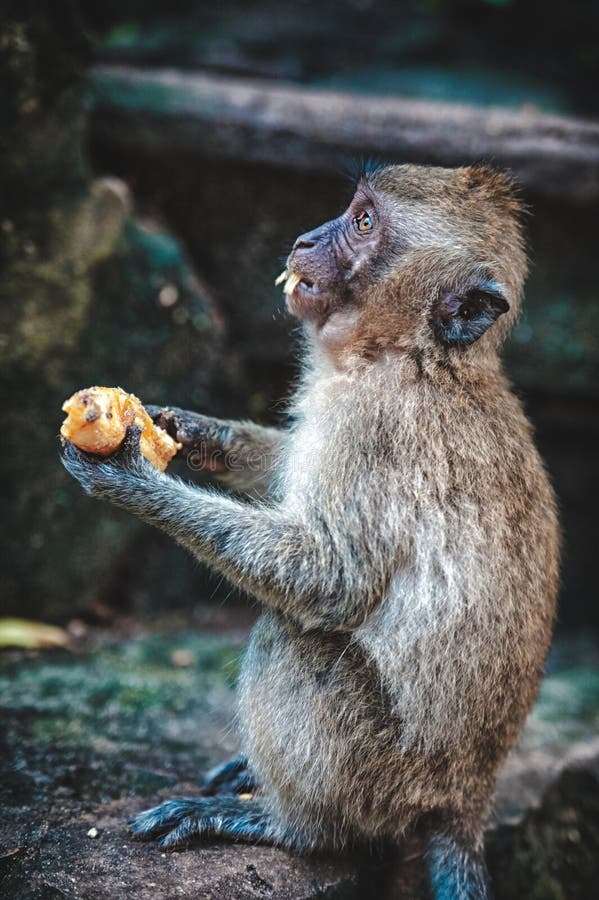 Villager Monkeys Stock Photos - Free & Royalty-Free Stock Photos from ...