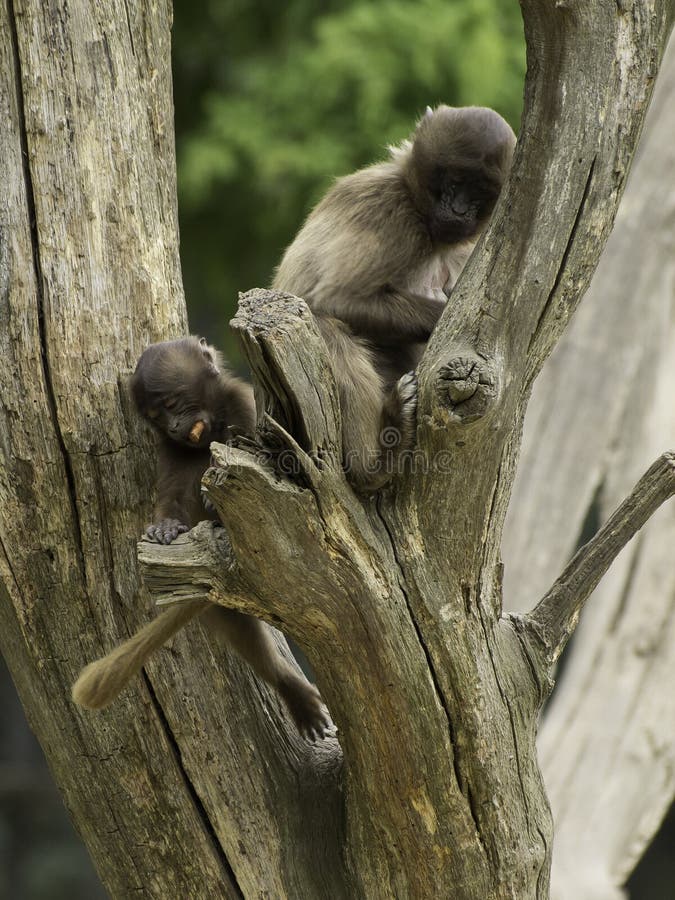 Monkey stock photo. Image of wildlife, mammal, animal - 33825000