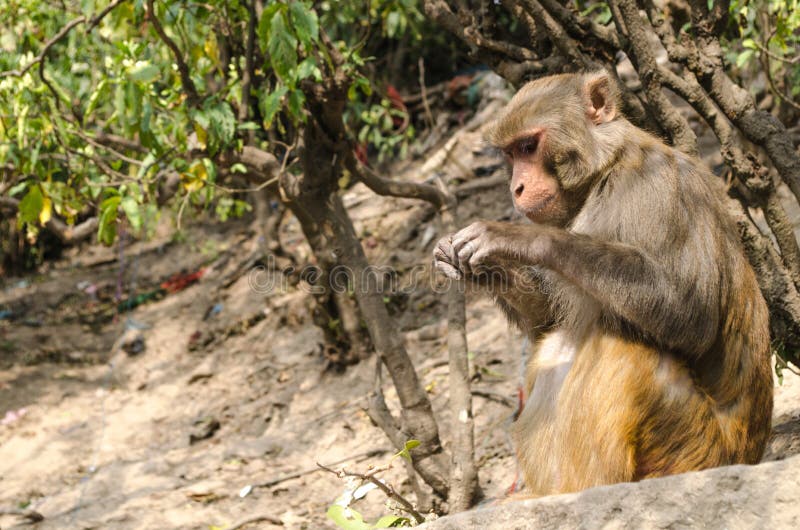 Monkey is Live in Tree , Temple Stock Photo - Image of species, looking ...