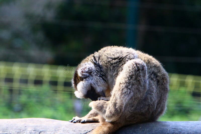 Monkey Lives in a Zoo in Israel Stock Photo - Image of morning, nature ...