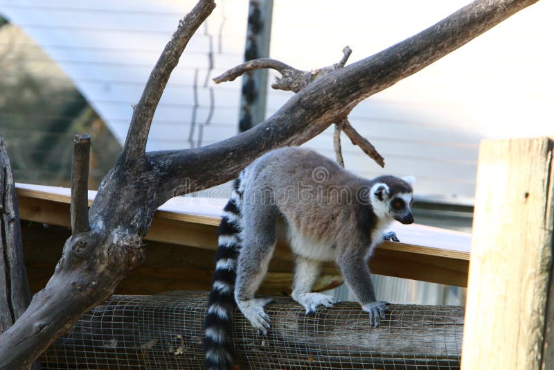 Monkey Lives in a Zoo in Israel Stock Image - Image of animal, monkey ...