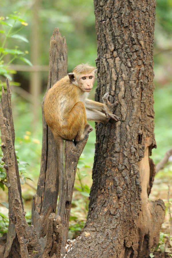 Monkey in the Living Nature Stock Photo - Image of green, asia: 47429028