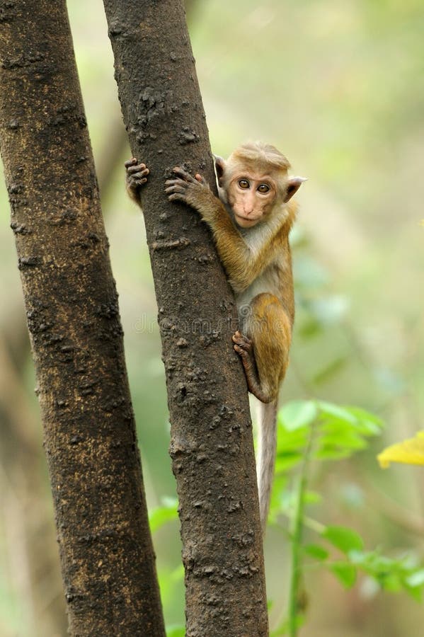 Monkey in the Living Nature Stock Photo - Image of mammal, forest: 47661922