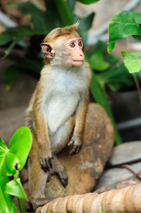 Monkey in the Living Nature Stock Image - Image of ceylon, india: 49692729