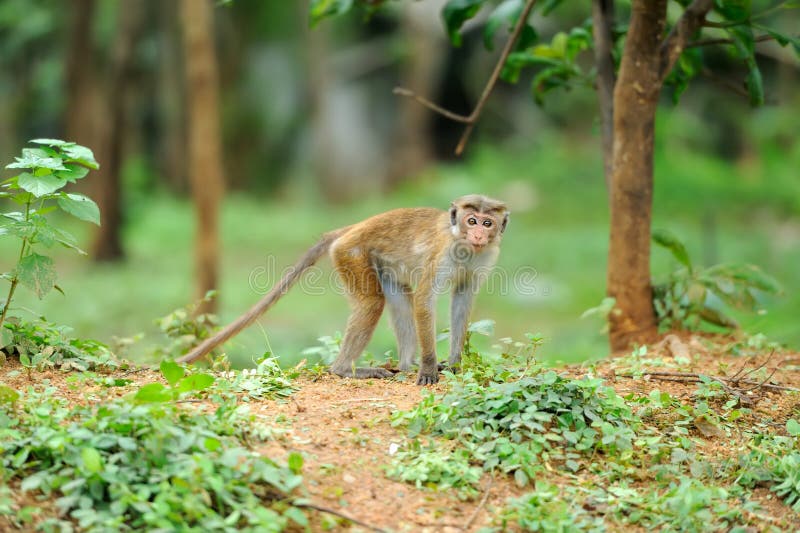 Monkey in the Living Nature Stock Photo - Image of ceylon, asian: 54565164