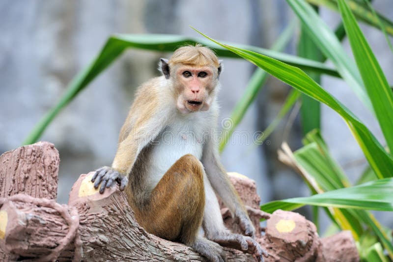 Monkey in the Living Nature Stock Image - Image of macaque, mammal ...
