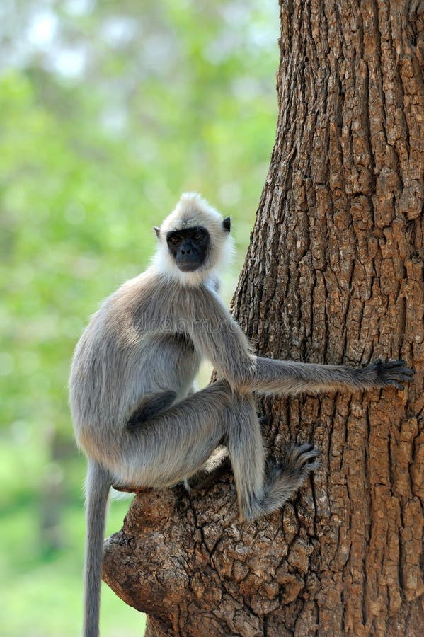 Monkey in the Living Nature Stock Photo - Image of cute, hold: 57175182