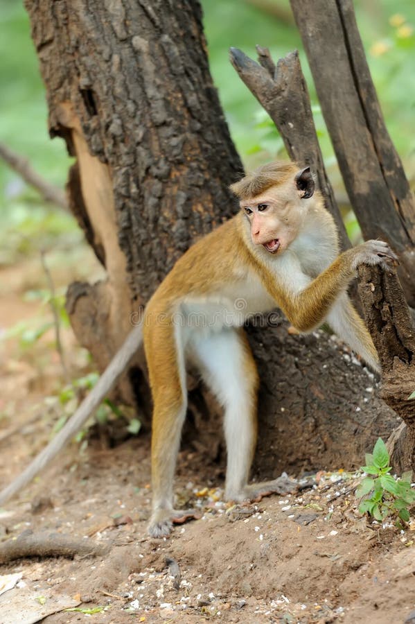 Monkey in the Living Nature Stock Image - Image of green, family: 57175705