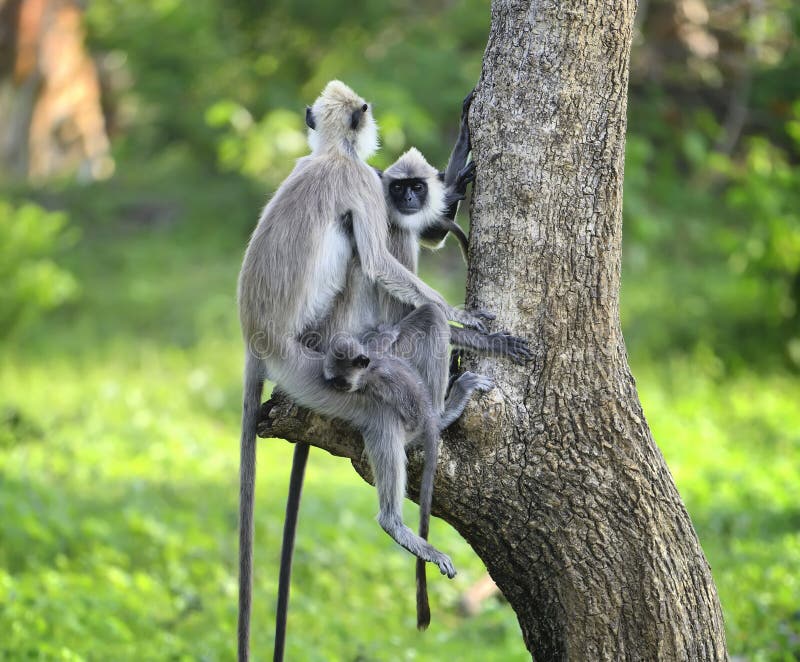 Monkey in the Living Nature Stock Image - Image of hairy, baby: 64020655