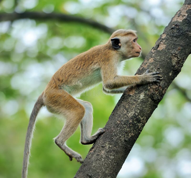 Monkey in the Living Nature Stock Photo - Image of little, hold: 64020666