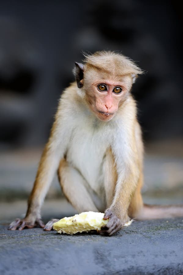 Monkey in the Living Nature Stock Image - Image of hold, family: 74791217
