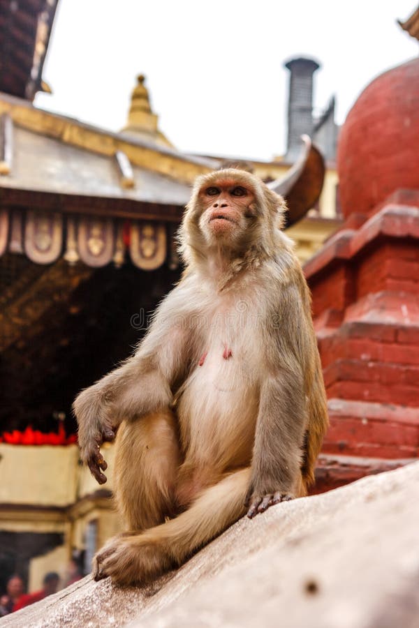 Monkey Living in the Swayambunath Temple, Kathmandu, Nepal Stock Image ...
