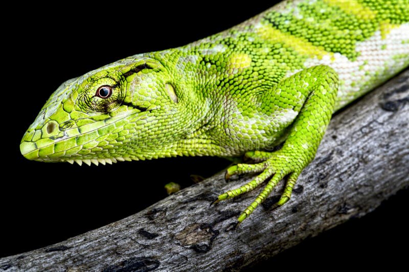 Monkey Lizard (polychrus Marmoratus) Stock Photo - Image of anole ...