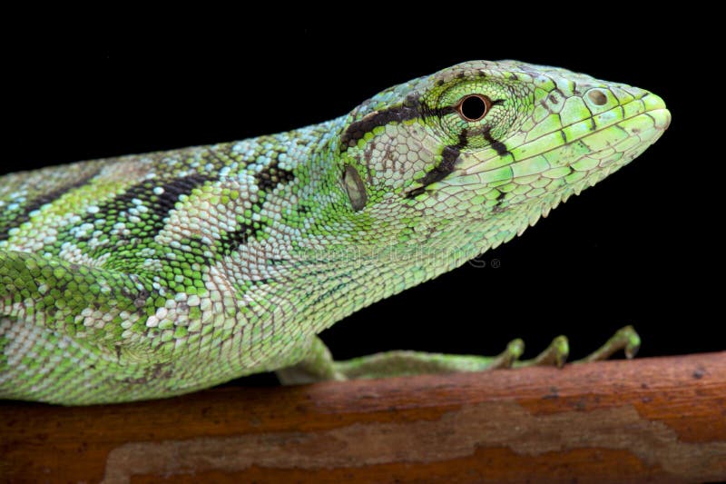 Monkey Lizard, Polychrus Marmoratus Stock Image - Image of animal ...