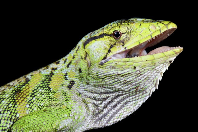 Monkey Lizard (polychrus Marmoratus) Stock Photo - Image of anole ...