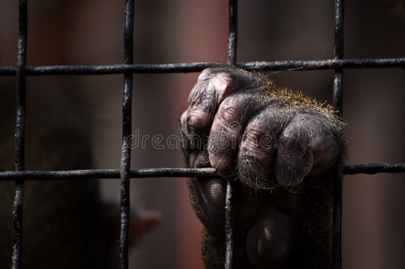 Monkey Locked Up at the Zoo Stock Photo - Image of monkey, animal ...