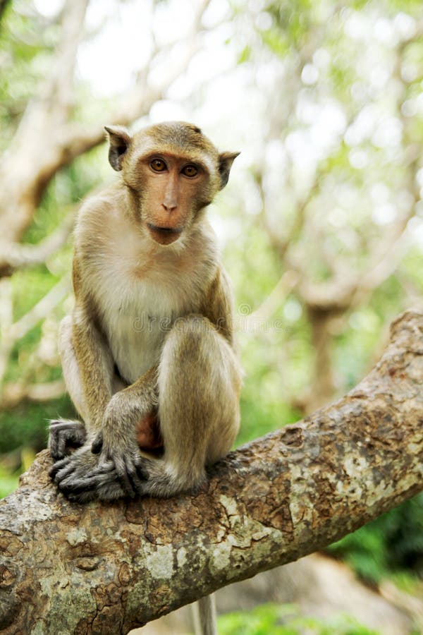 A monkey on the log stock photo. Image of posing, environment - 93871354