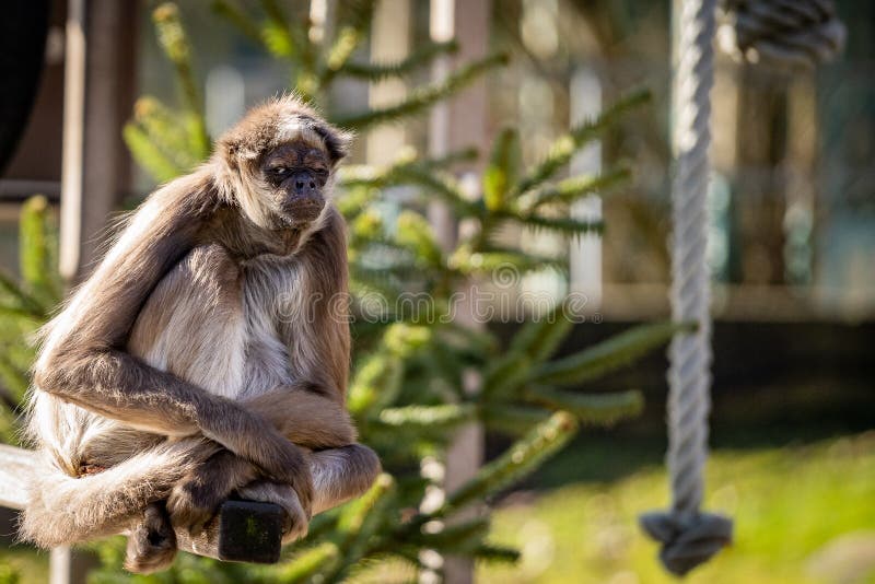 Monkey on a log stock image. Image of monkey, portrait - 241363767