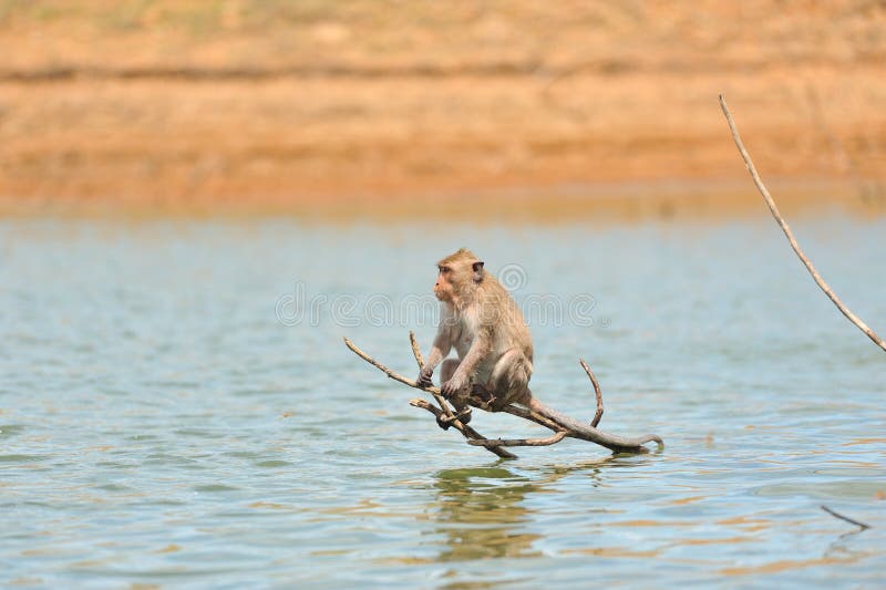 Monkey stock photo. Image of outdoor, monkey, river, mammal - 56645718
