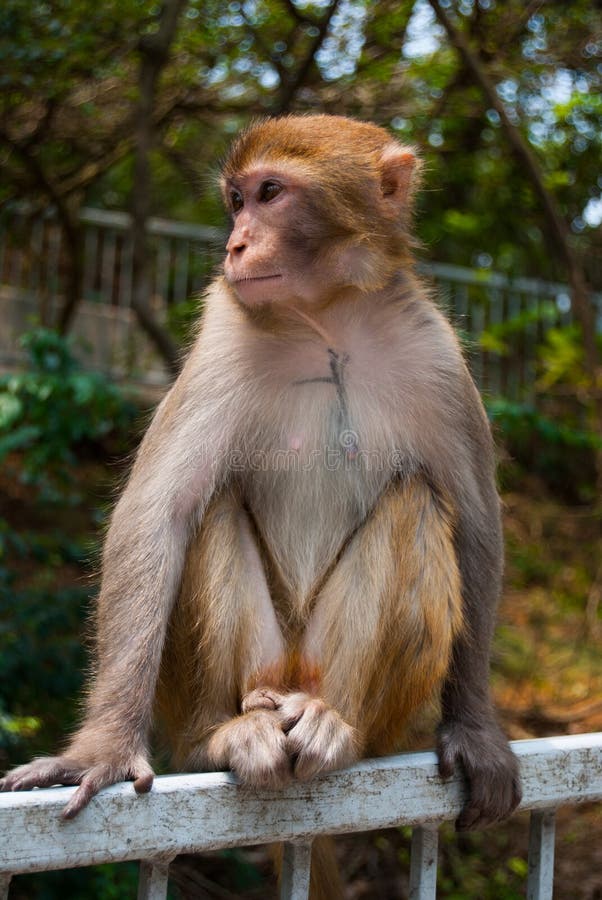 Monkey Loking Forward Stock Photos - Free & Royalty-Free Stock Photos ...