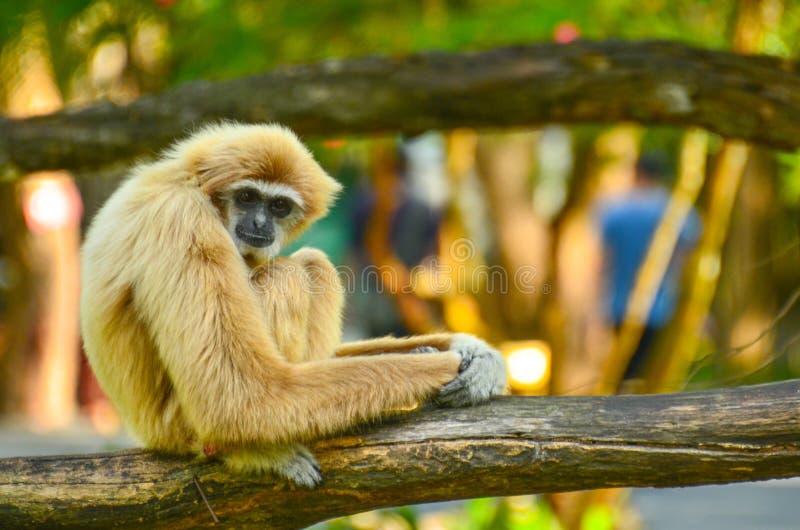 Monkey stock photo. Image of monkey, relax, animal, watch - 76643620