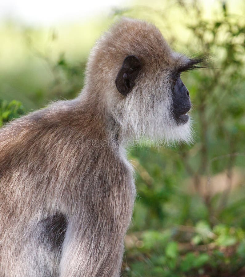 A Monkey with a Long, Bushy Tail and a Long, Bushy Beard Stock Photo ...