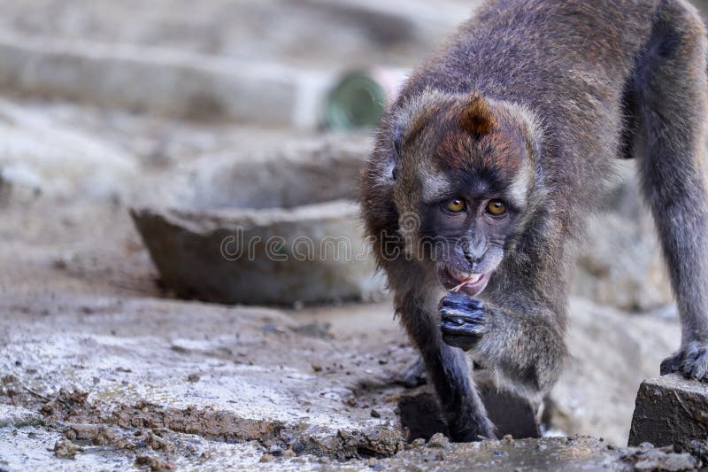 Monkey Long Tail Macaque Eating Stock Image - Image of eating, tail ...