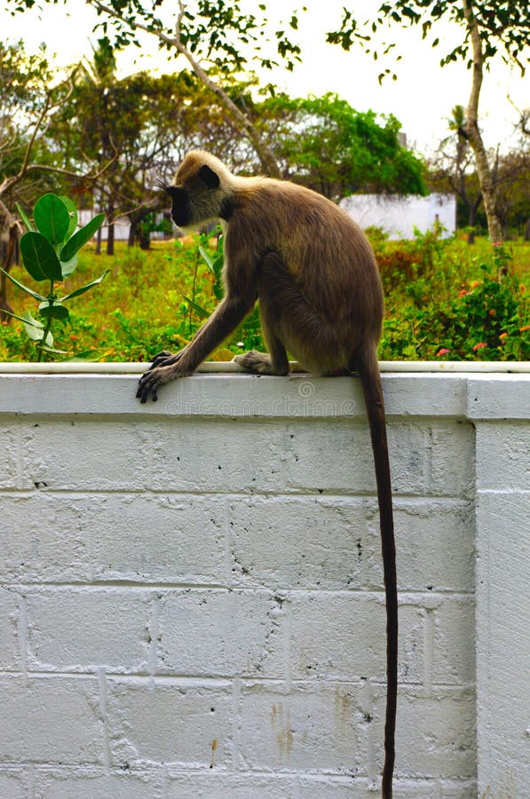 Long-tail Macaque Monkey in the Jungle in Borneo Stock Image - Image of ...