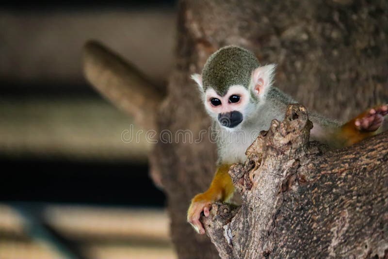 Monkey, Long Tail in Tropic Forest. Squirrel Monkey, Saimiri Oerstedii ...