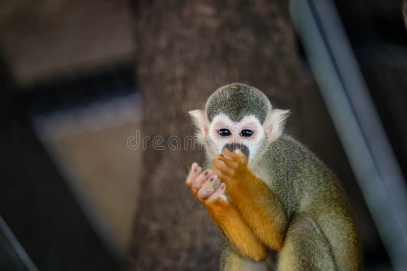 Monkey, Long Tail in Tropic Forest. Squirrel Monkey, Saimiri Oerstedii ...
