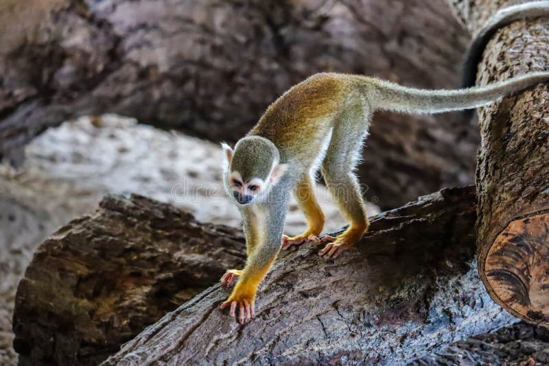 Monkey, Long Tail in Tropic Forest. Squirrel Monkey, Saimiri Oerstedii, Sitting on the Tree ...