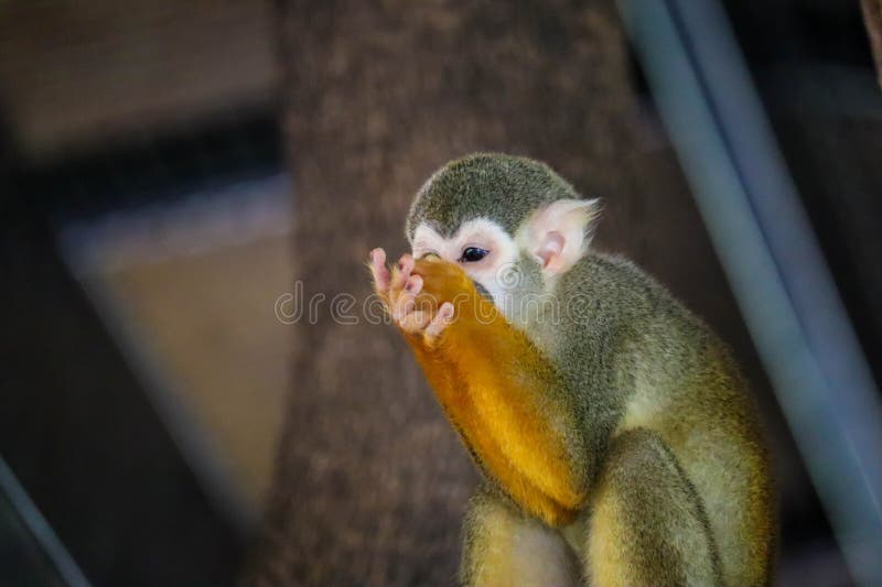 Monkey, Long Tail in Tropic Forest. Squirrel Monkey, Saimiri Oerstedii ...