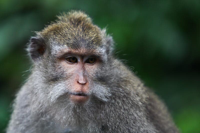 Monkey look stock photo. Image of mammals, animal, face - 12841432