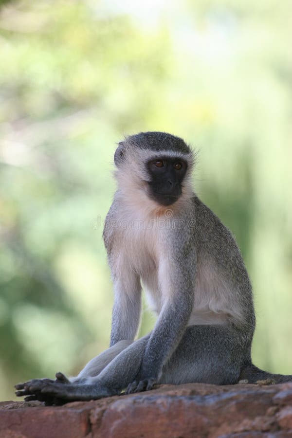 Monkey Look Picture. Image: 6101587
